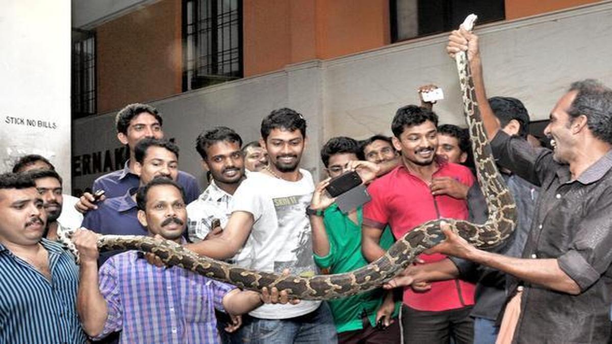 Pythons’ urban connection - The Hindu