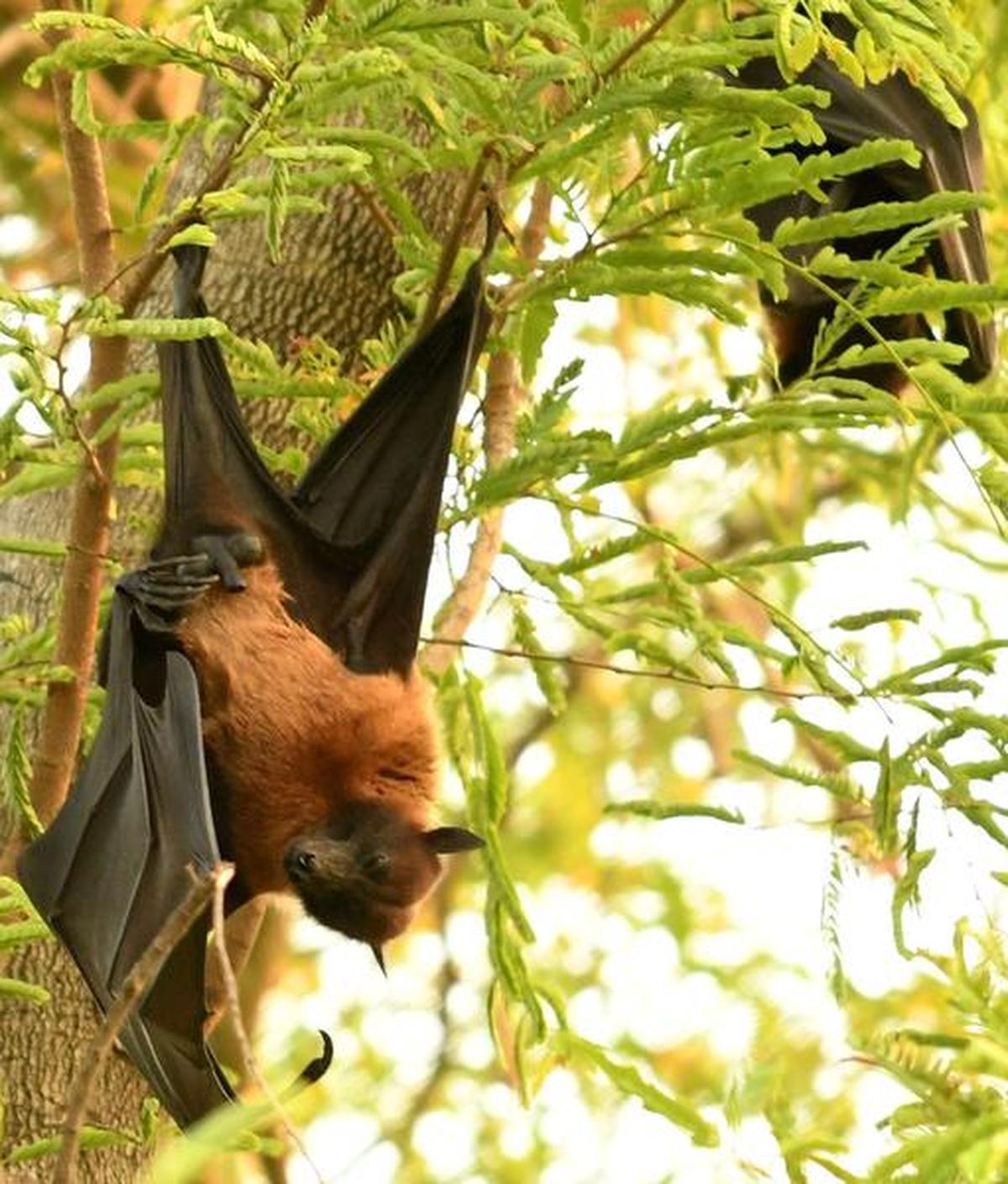 Nipah outbreak from fruit bats - The Hindu