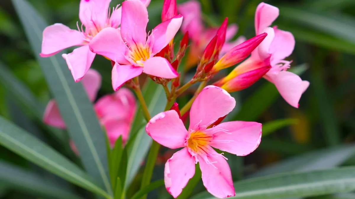Kerala’s TDB, MDB to keep oleander off most rituals in temples - The Hindu