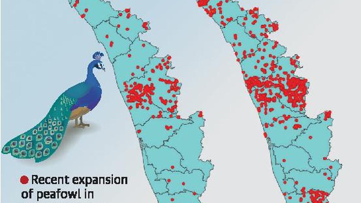 Why the number of peacocks are on the rise in Kerala - The Hindu