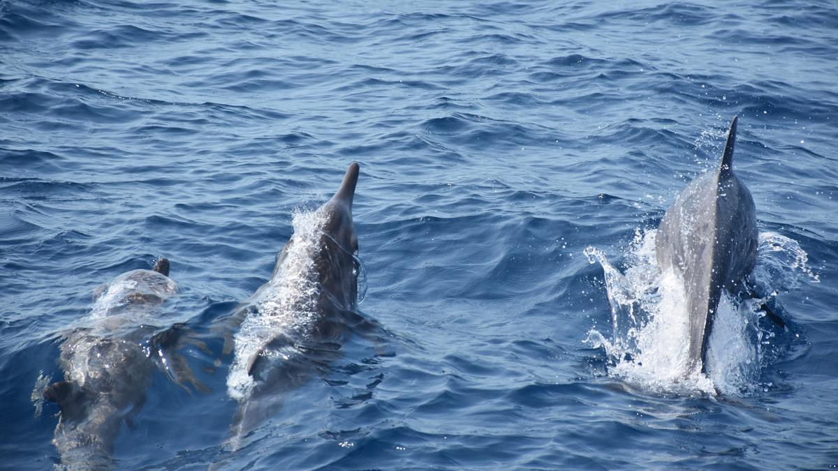 Rough-toothed dolphins sighted first time ever in Indian waters - The Hindu