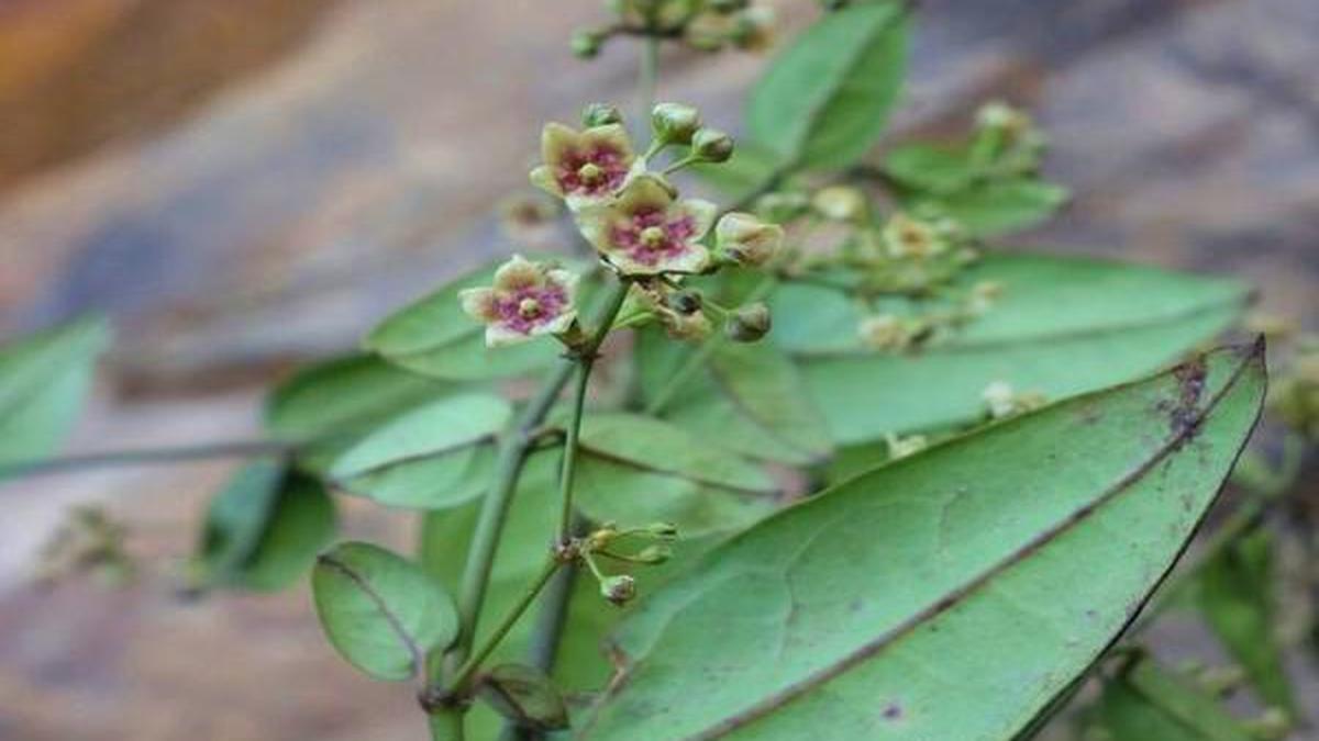 Western Ghats gives a glimpse of its biodiversity - The Hindu