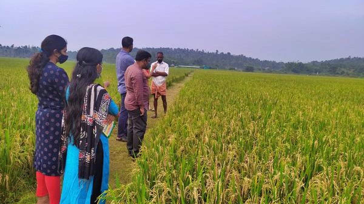New paddy variety on 250 acres hit by rice blast disease in Wayanad ...