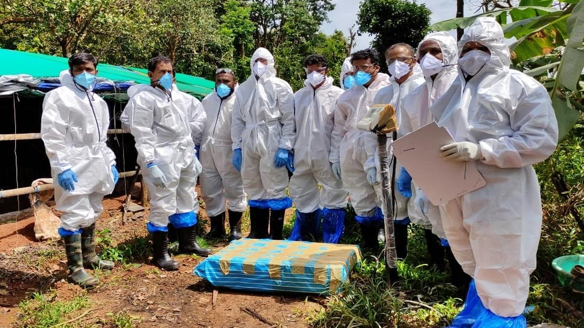 Culling of pigs completed in Wayanad - The Hindu