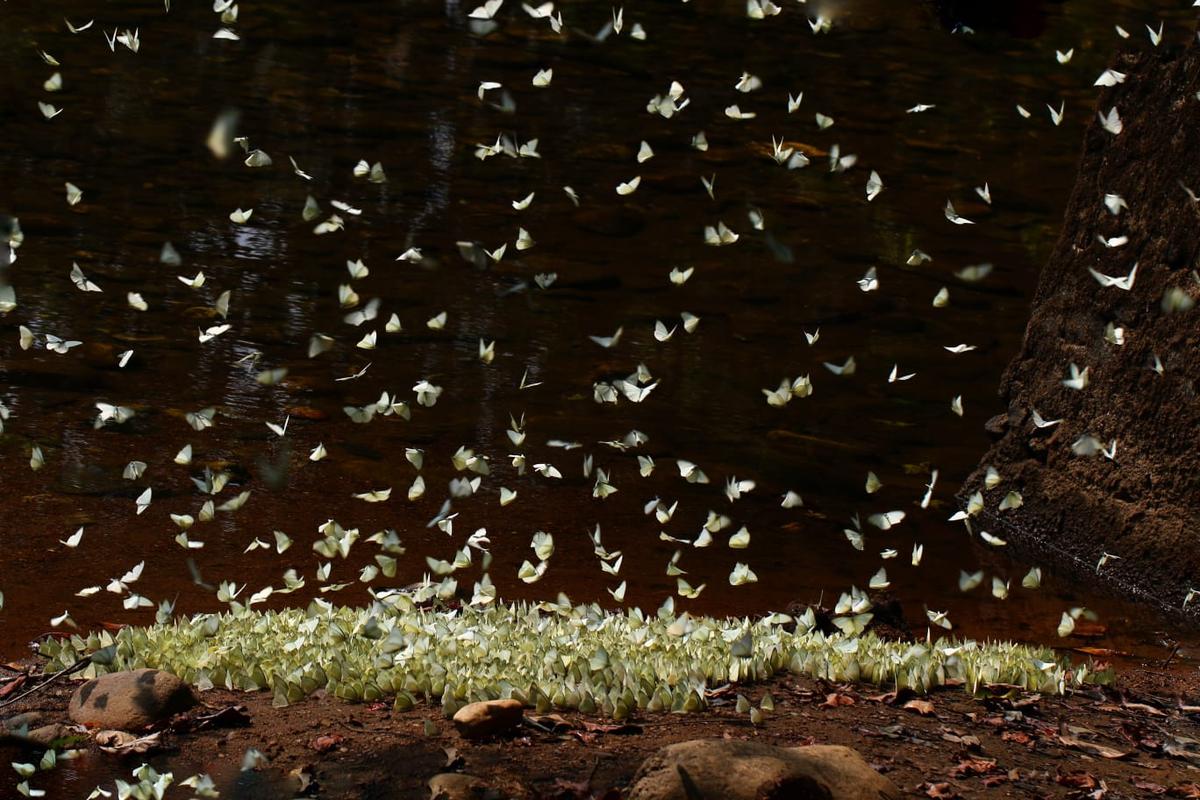 Kerala may soon have a butterfly sanctuary - The Hindu