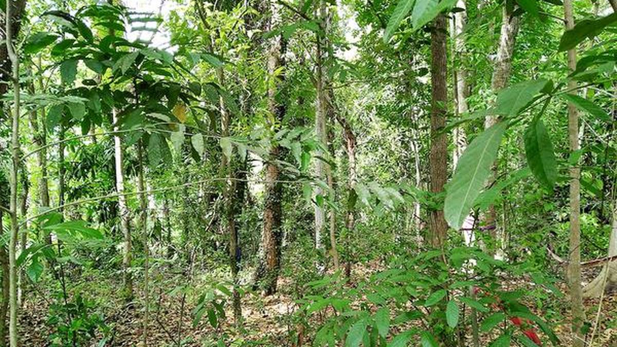 In 4.5 acres, she nurtures a dense forest - The Hindu