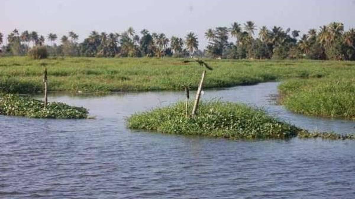 Backwater to get back on tourism map - The Hindu