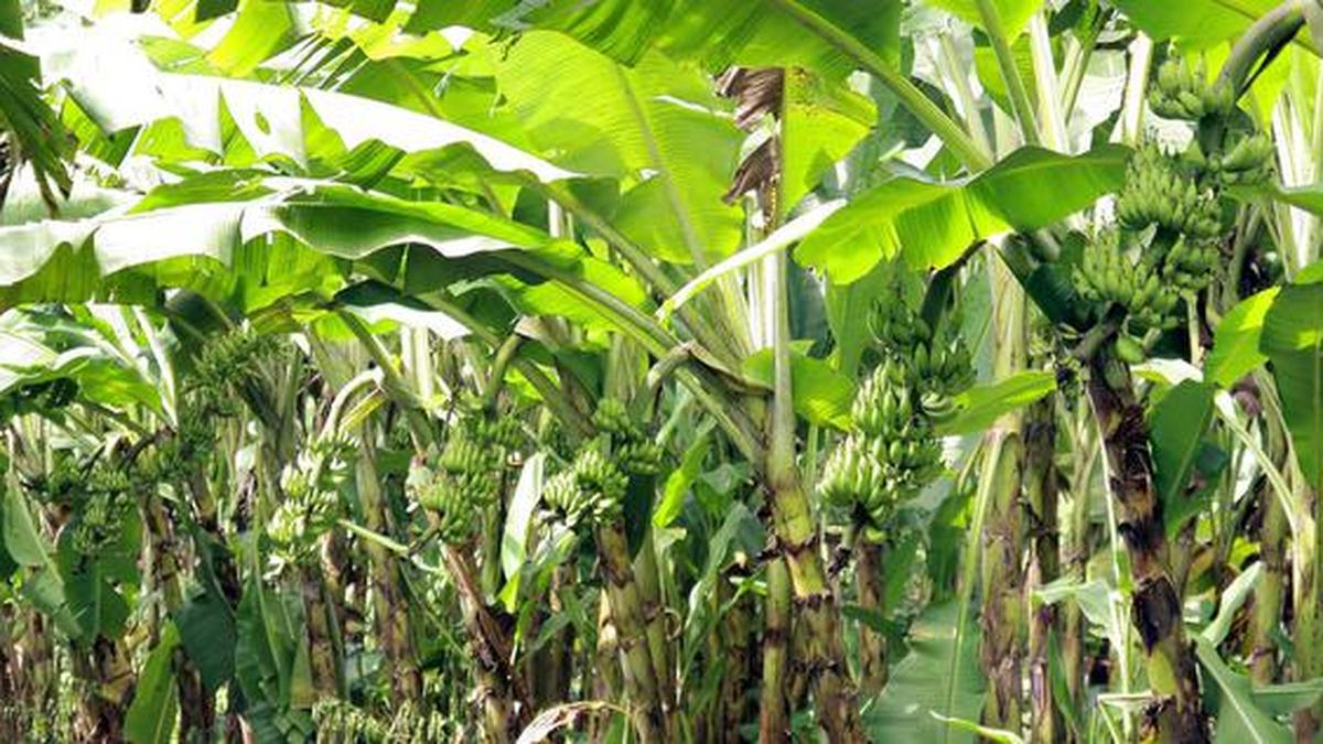 Guruvayur devotees bring cheer to kadali farmers - The Hindu