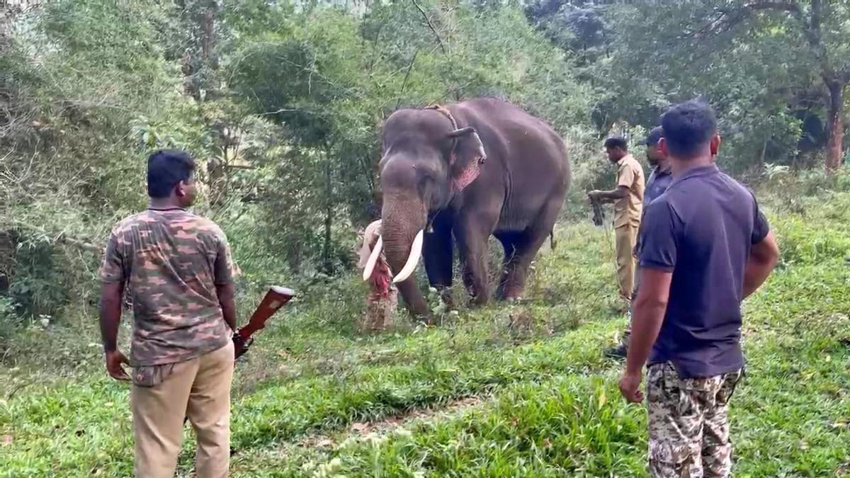 Special team intensifies combing operation for elusive tiger in Wayanad ...