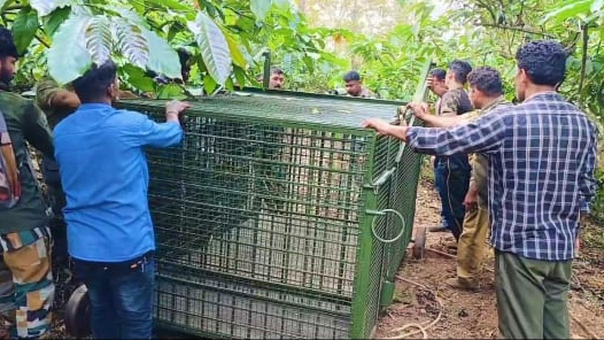 Efforts to capture man-eater at Koodallur in Wayanad yet to yield ...