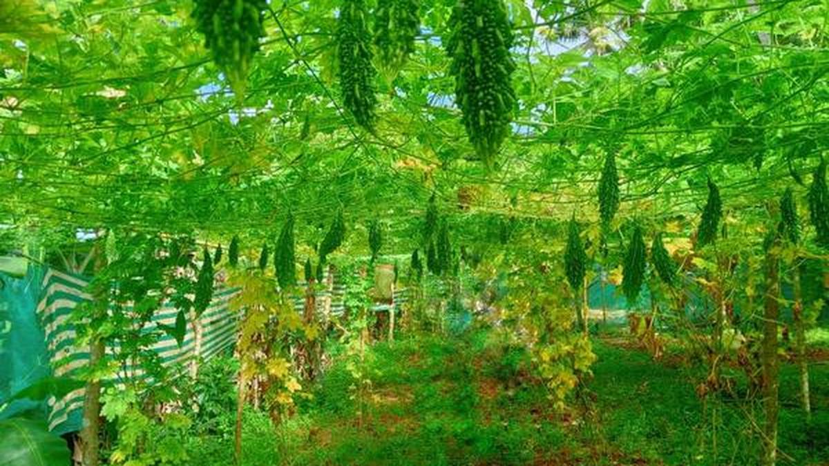 Onattukara regaining its lost agrarian glory - The Hindu