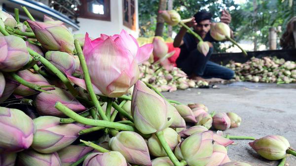 Lotus farmers confident as pink flower finds value addition - The Hindu