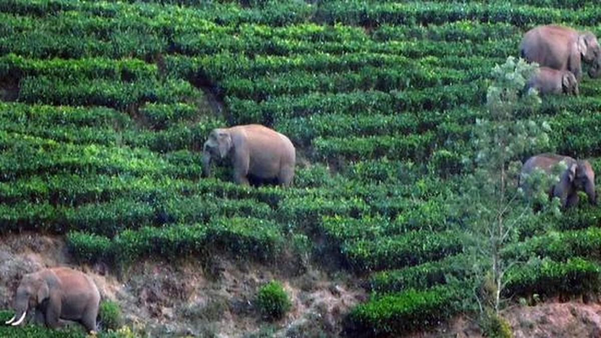 Elephants wreak havoc at plantation - The Hindu