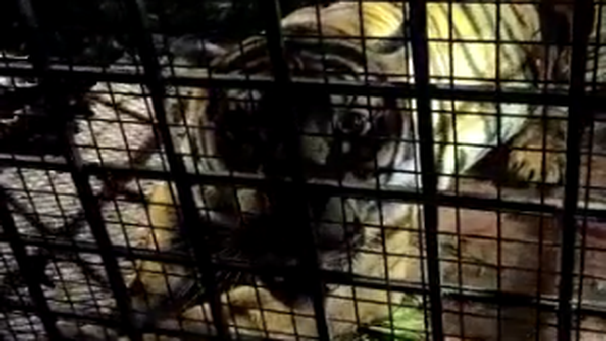 Tiger captured in Wayanad - The Hindu