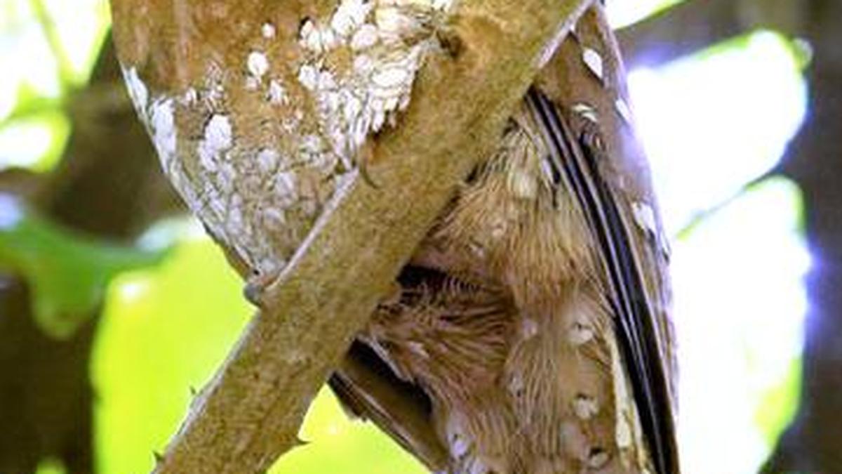 Rare bird sighted in Kerala’s Chinnar sanctuary - The Hindu