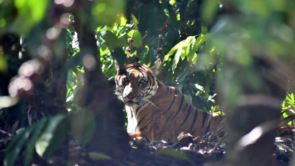 Tiger on prowl triggers panic among residents in Wayanad village - The ...