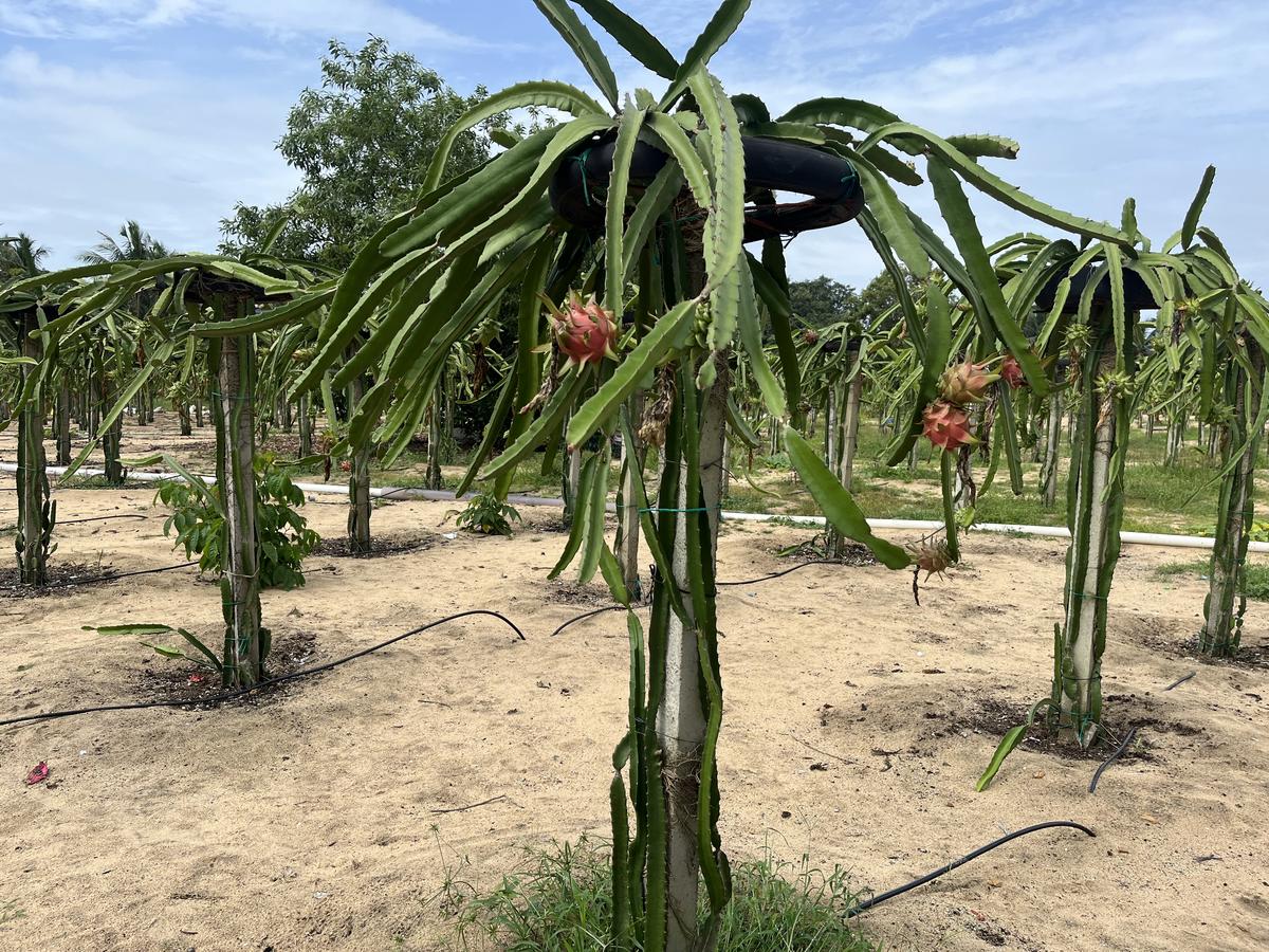 Dragon Fruit Cultivation Gallery: How Does Your Dragon Fruit Grow?