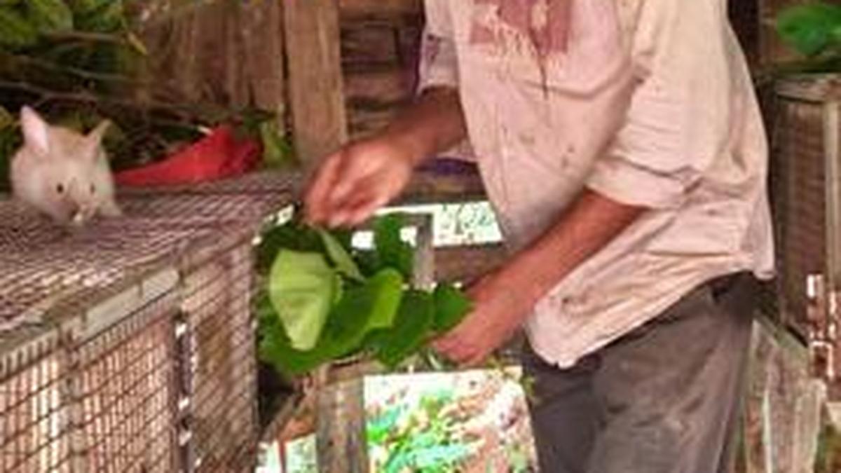 Regaining the lost livelihood through rabbit rearing - The Hindu