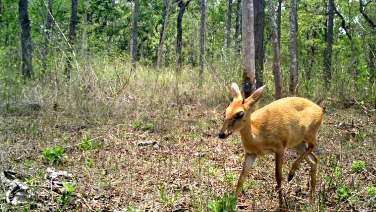 Wayanad sanctuary plays host to Chousingha - The Hindu