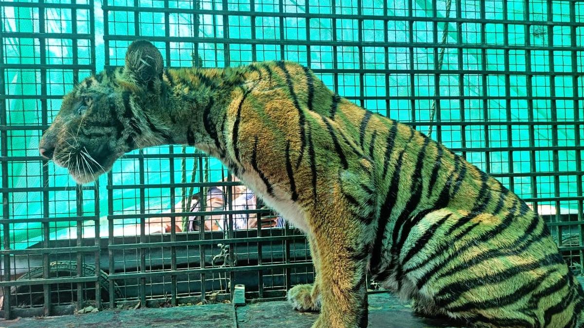 Tiger that fell into well rescued in Wayanad - The Hindu
