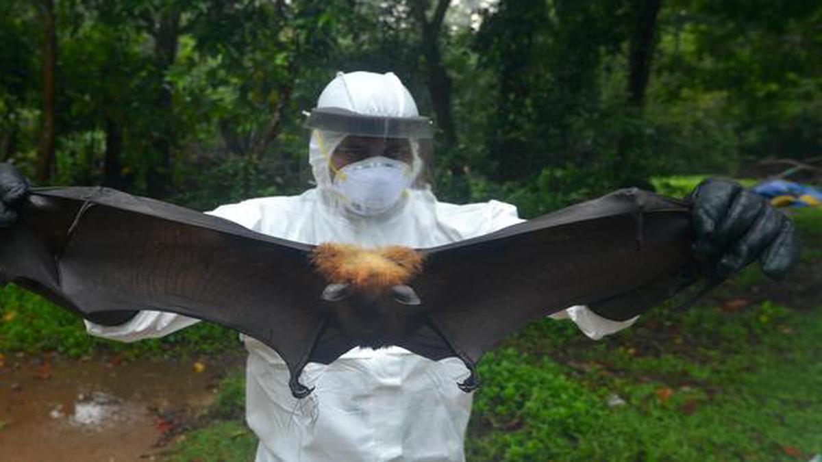 47 taken off Nipah surveillance list - The Hindu 47 taken off Nipah surveillance list - The Hindu