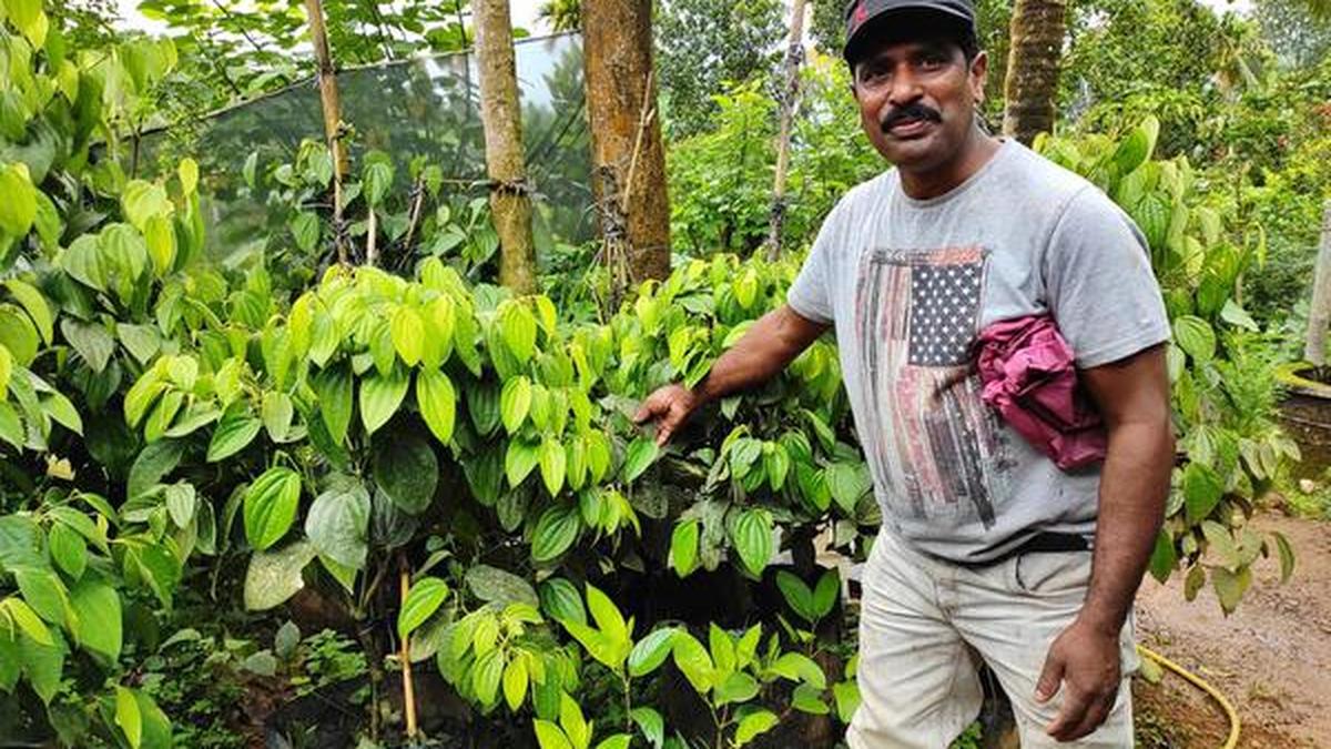 Reaping success with bush pepper vines - The Hindu