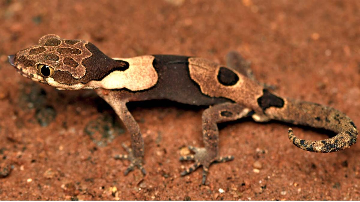 New species of bent-toed gecko found at Agasthyamalai - The Hindu