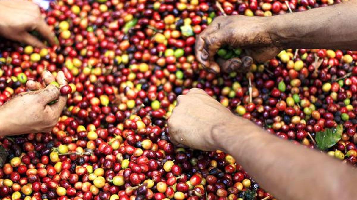 Sowing hope, reaping despair - The Hindu