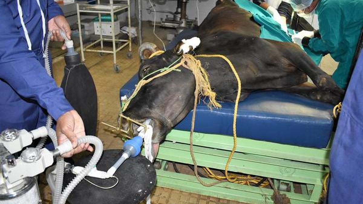 Wayanad vets score a first in bovine surgery - The Hindu