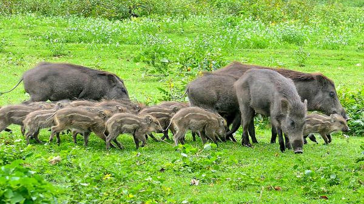 More explosives seized from associates of man who made pig bomb - The Hindu