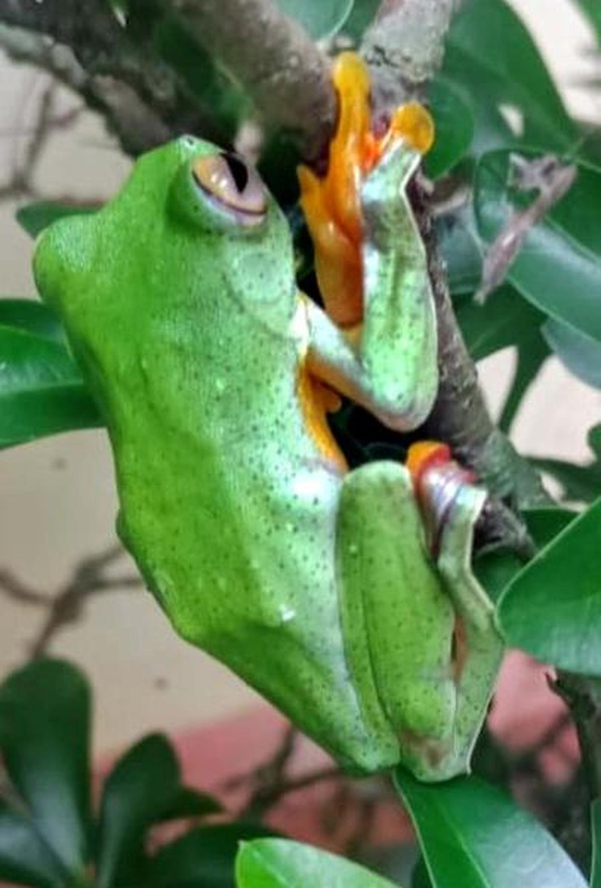 Malabar gliding frog spotted at Pullad - The Hindu