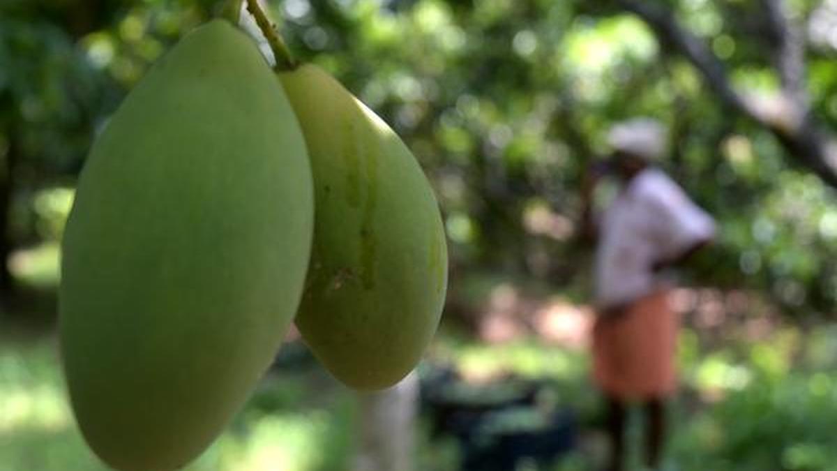 Muthalamada farmers’ dreams turn sour - The Hindu