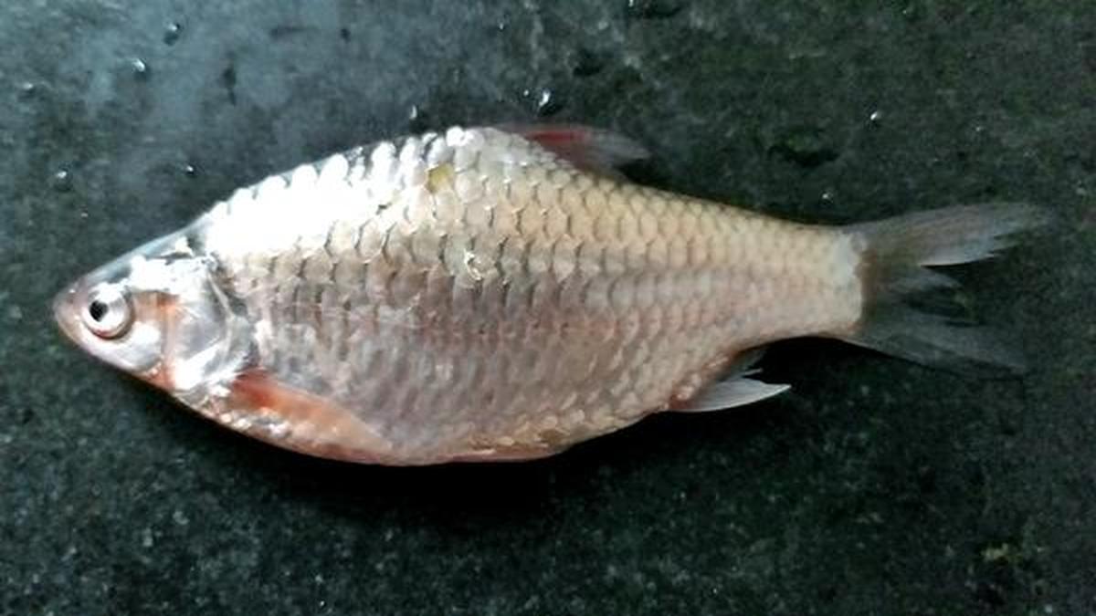 New freshwater fish identified in the Ganga - The Hindu