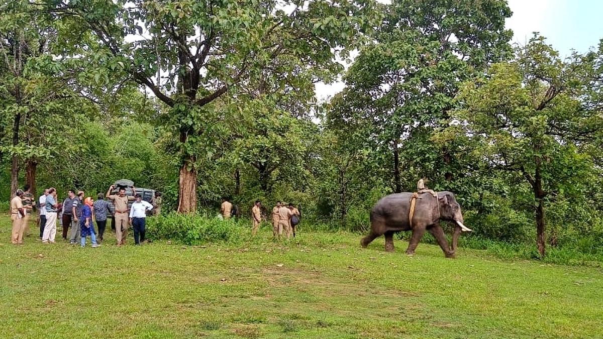 Captured tiger cub released - The Hindu