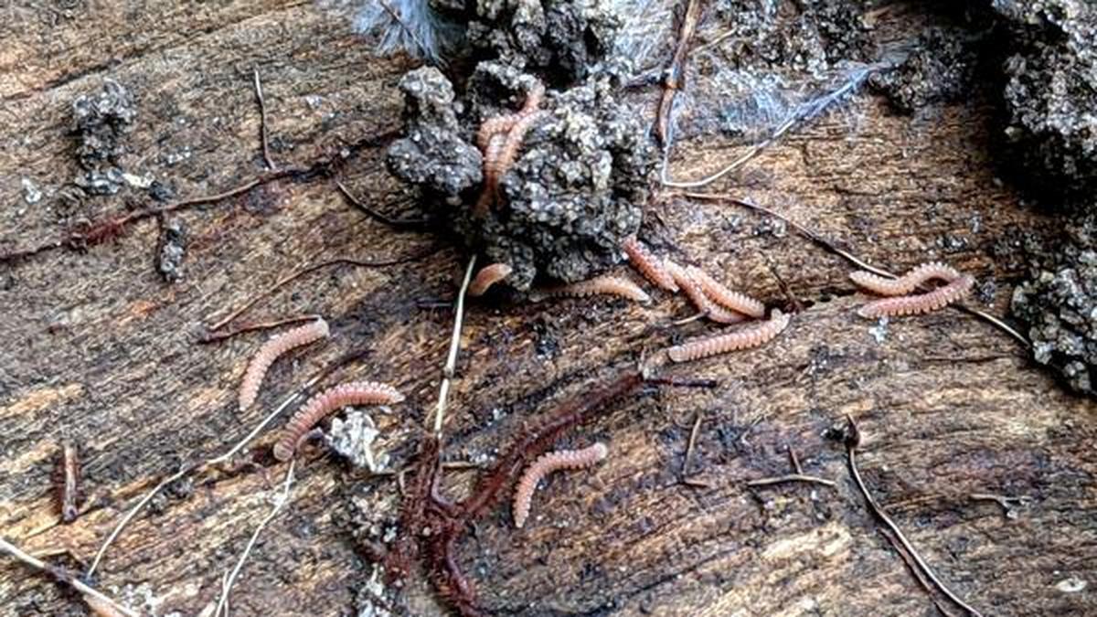 New millipede species found in sacred grove in Kerala - The Hindu