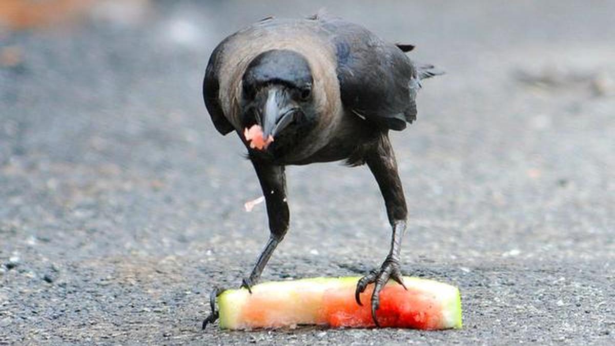 Stray animals, birds face starvation - The Hindu