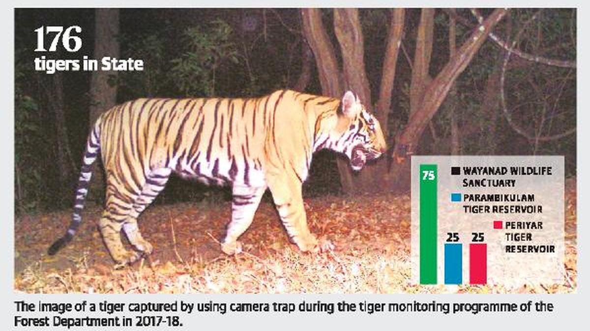 Wayanad Wildlife Sanctuary is tiger kingdom of the State - The Hindu
