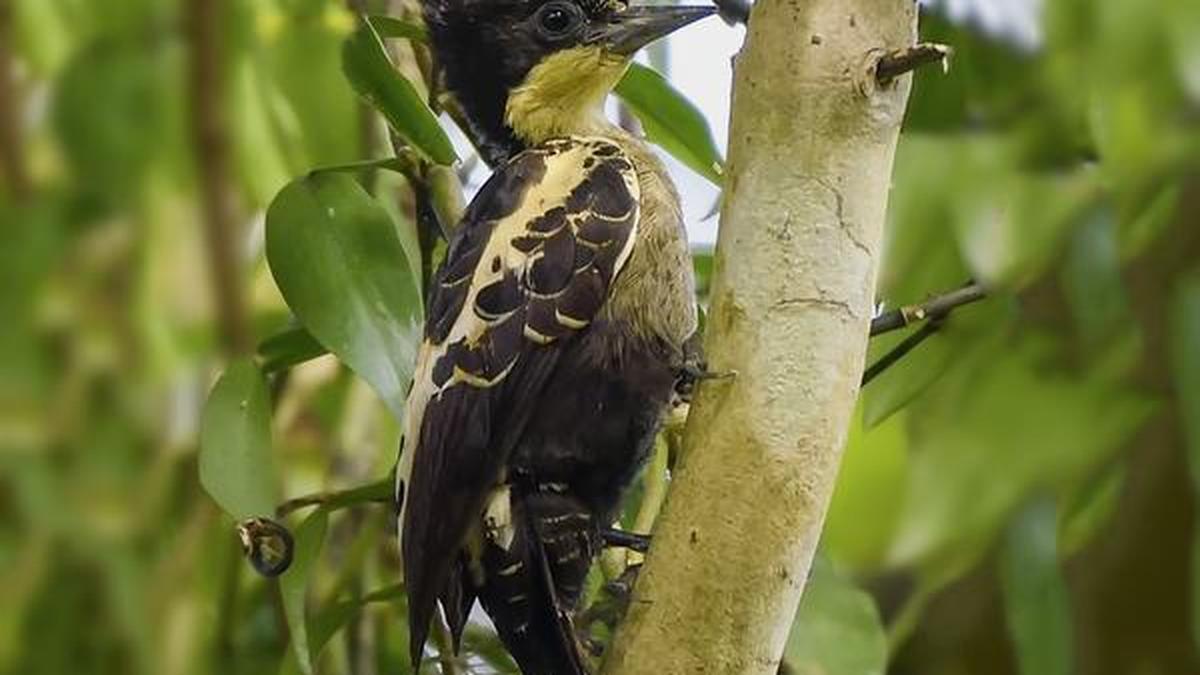 15 birds in Kerala among ‘species of concern’ - The Hindu