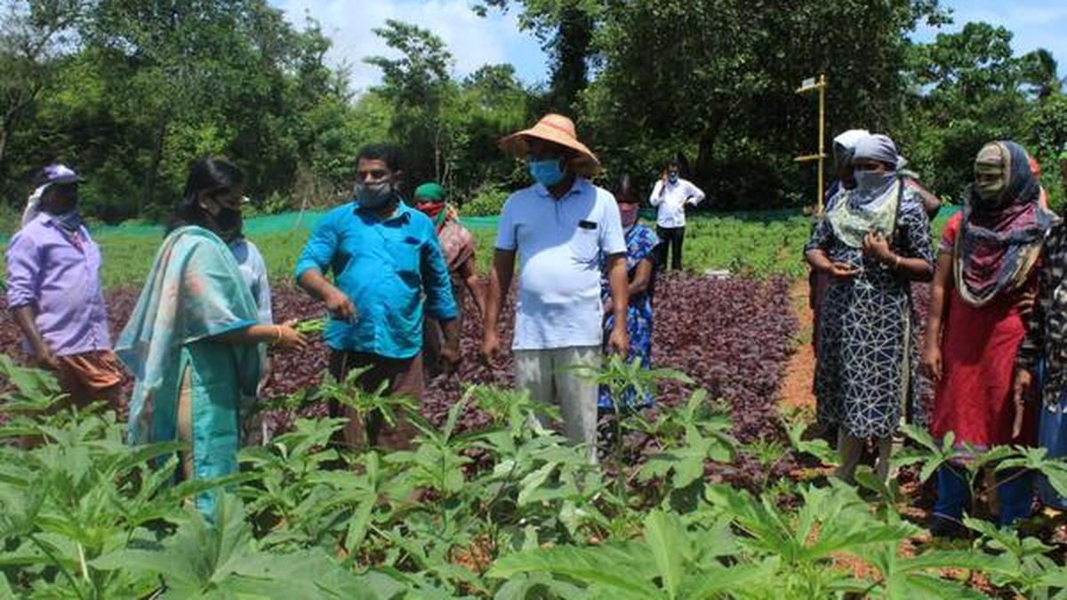 To tackle lockdown, Sargaalaya takes to farming - The Hindu