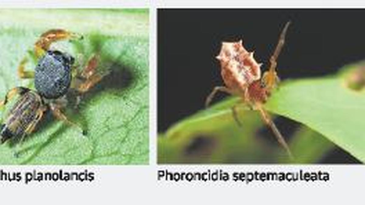 Biodiversity exploration unearths spider species - The Hindu