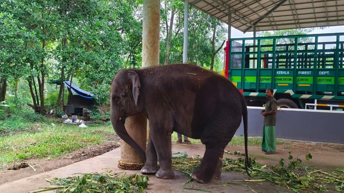 Expert panel to treat ailing elephant calf at Kottoor - The Hindu