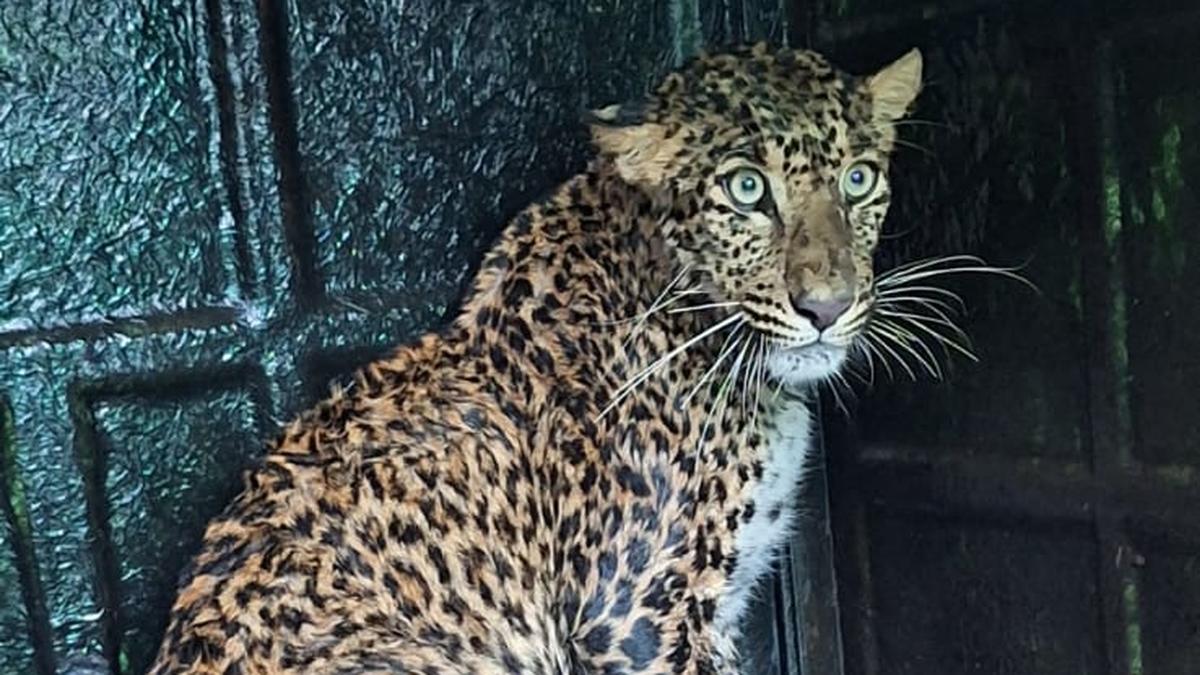 Male leopard captured in Wayanad - The Hindu