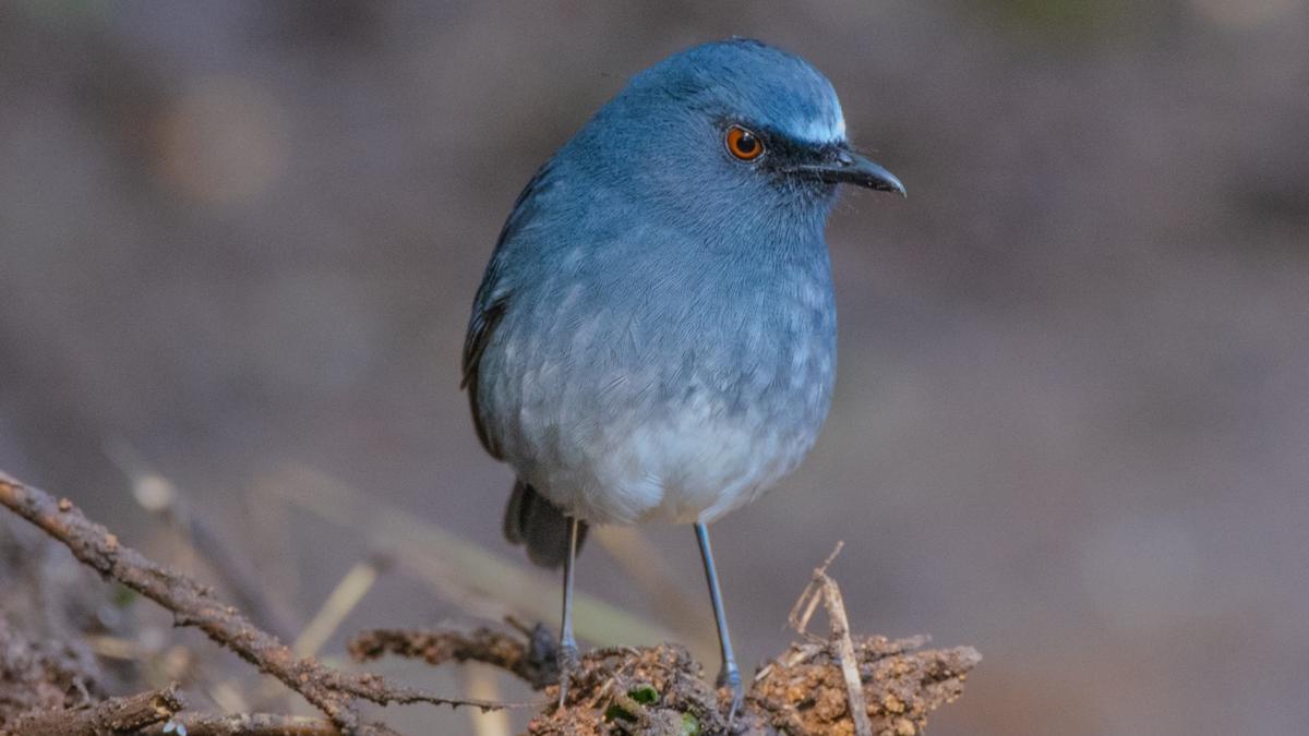 Survey adds 24 new species to Munnar’s faunal stock - The Hindu