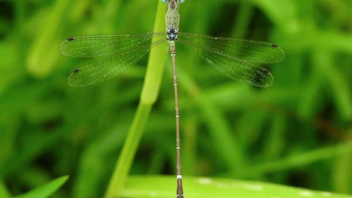 44 species of odonates spotted in Kole fields - The Hindu
