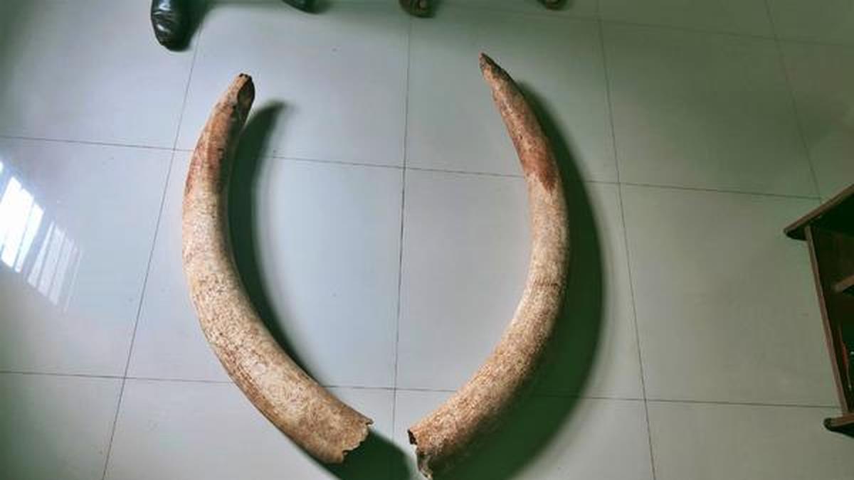 25.5 kg of ivory seized, three held in Wayanad - The Hindu