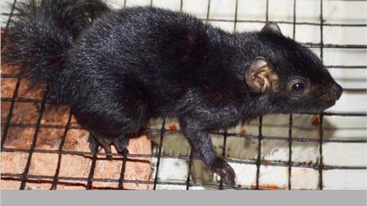 How a squirrel’s identity crisis sparked off a scientific quest in ...