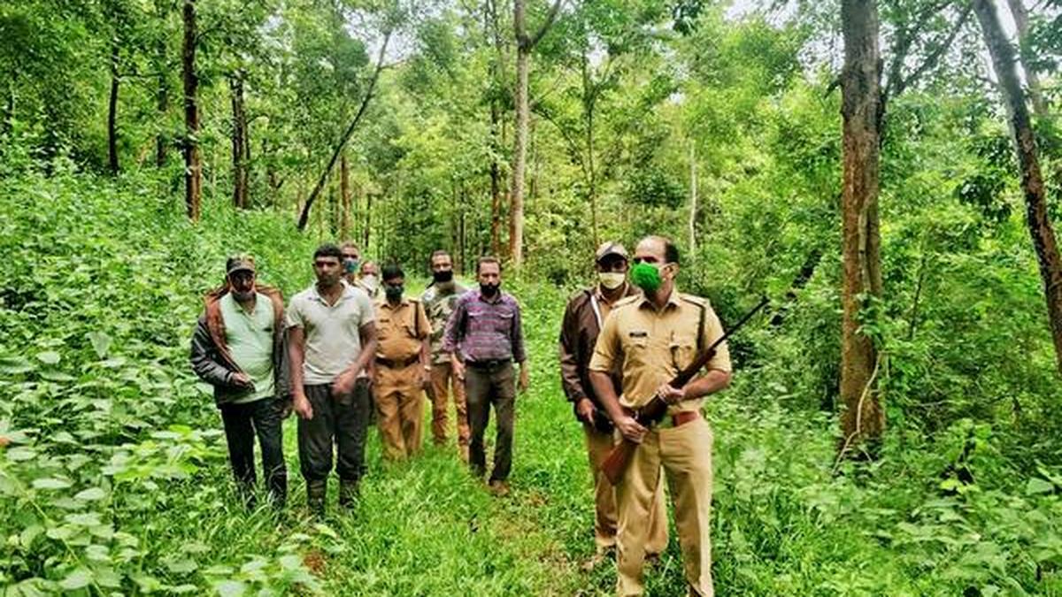 Search on for man-eater in Wayanad - The Hindu