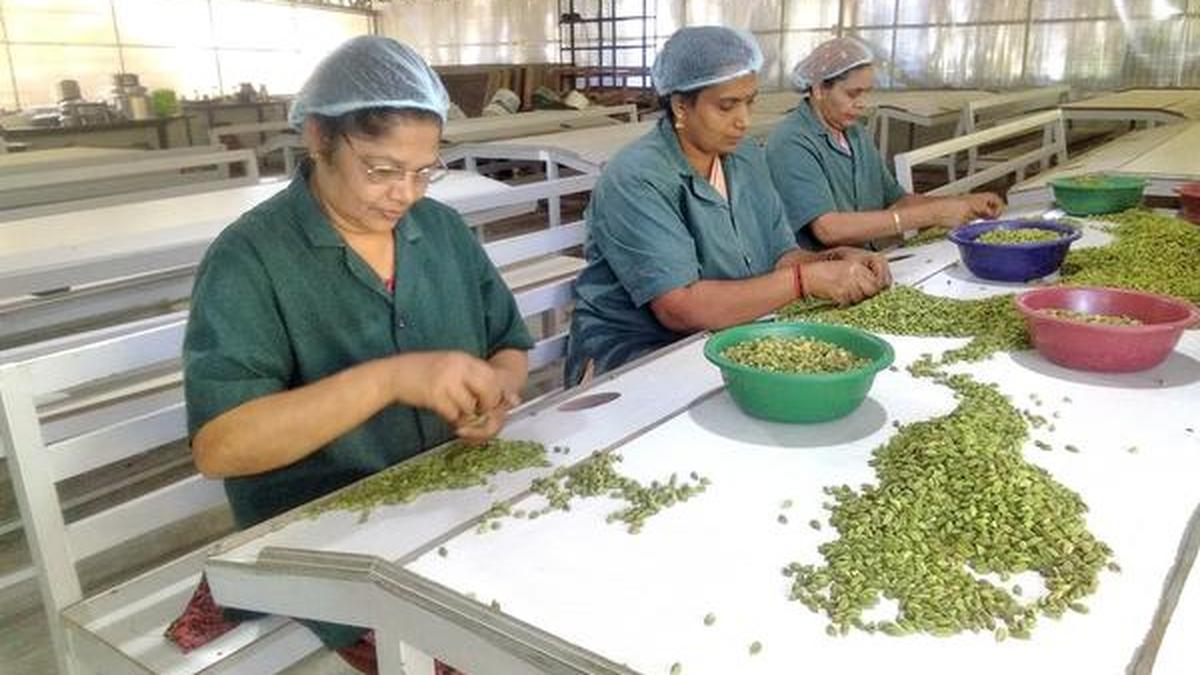 Cardamom prices set all-time record - The Hindu