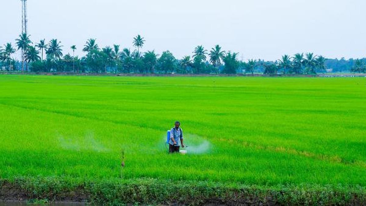 Study finds no trace of pesticide in paddy grown in Kuttanad - The Hindu