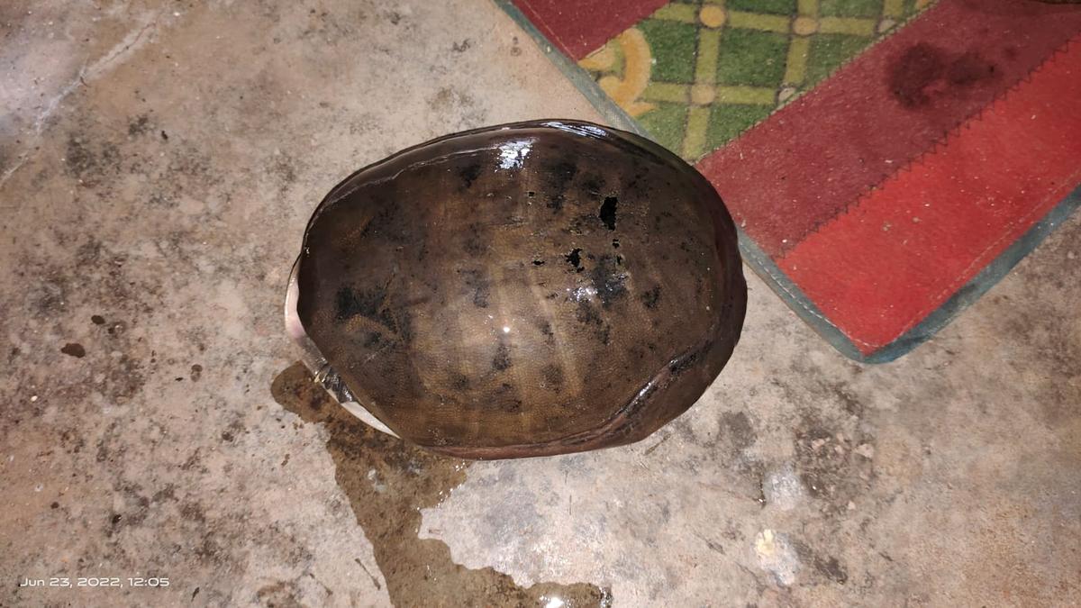 Flapshell turtle seized, sent to zoo - The Hindu